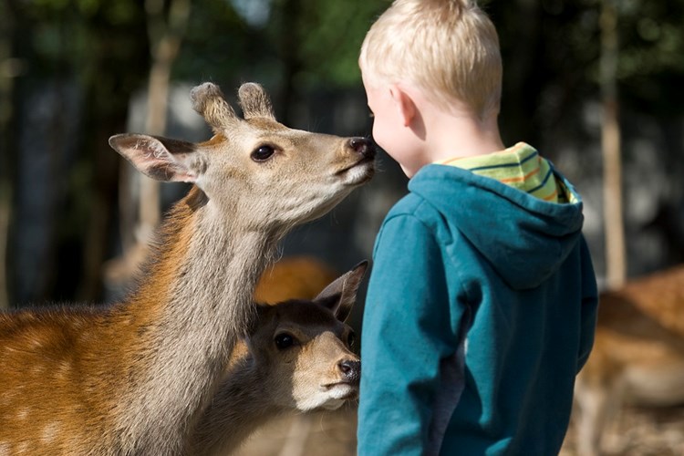 De 10 bedste safari- og dyreparker i Danmark - Vælg mellem 39.557 ...